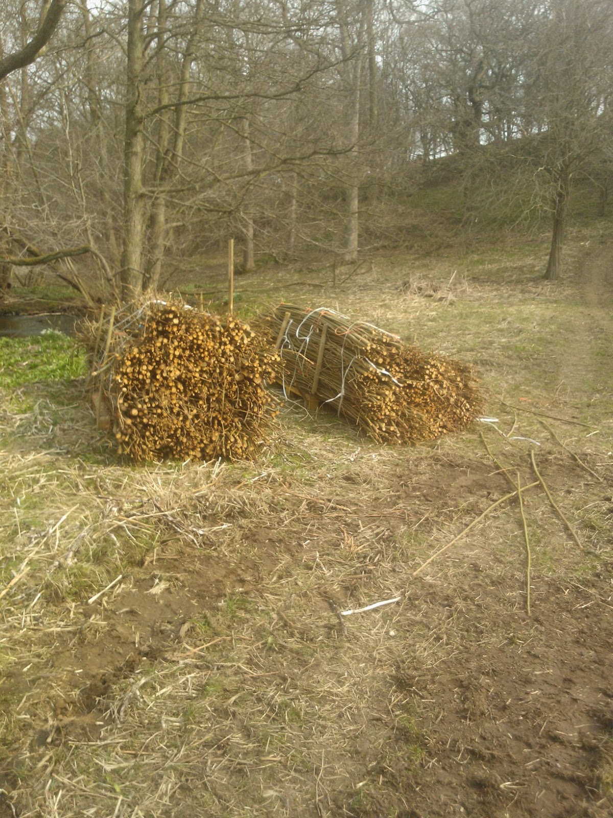 Nidderdale AONB Conservation Volunteers' Blog: Willow Spiling at ...