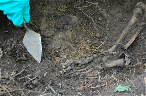 Current Issues in Investigations