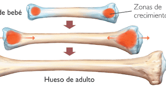 Aula virtual anatomia basica: 3.06.1.1 Osteogénesis