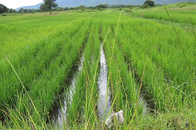 Mashamba, skimu zapigwa faini ya mamilioni | Jambo Leo