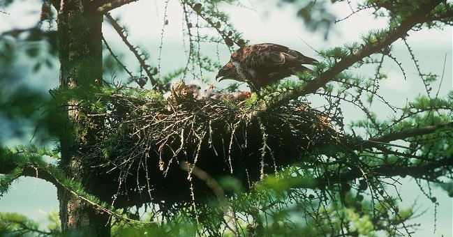 Voluntários na Madeira: Aves de rapina de Madeira (III)