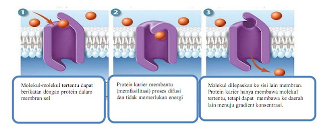 Pengertian Difusi Yang Difasilitasi