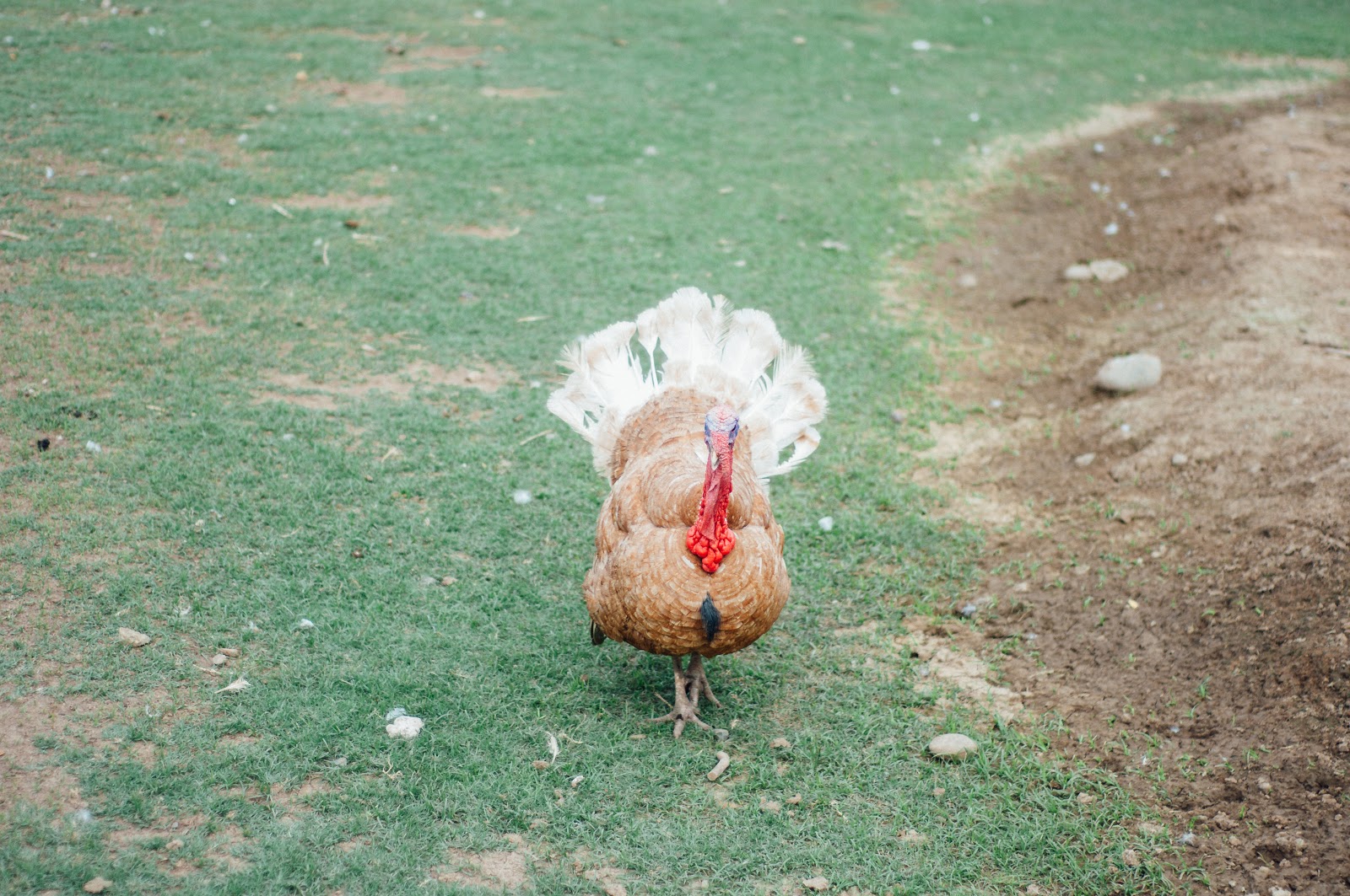 Discover Davao : Davao Crocodile Park - Ochi In The City