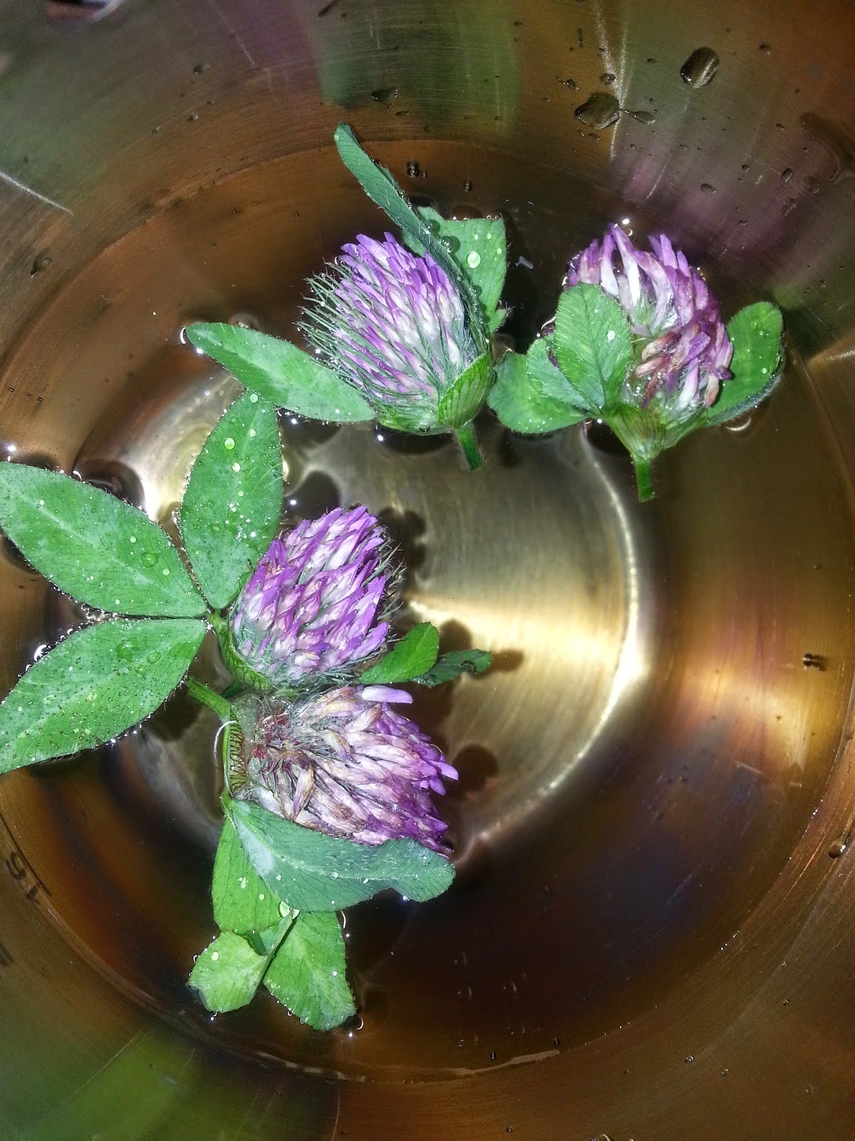 The 7 P's Blog: Wild Edible: Red Clover