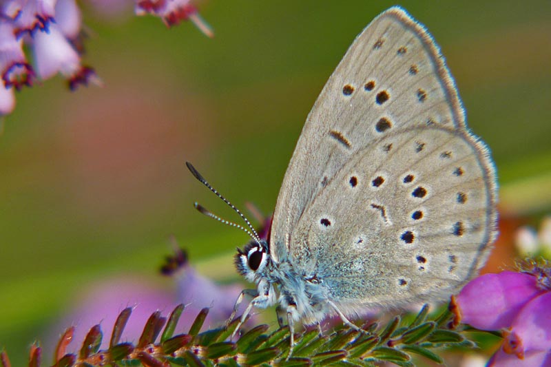 Limousin Photos Nature - Papillons et Chenilles: Phengaris alcon alcon ...