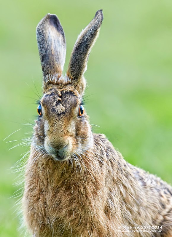 Wildlife Photographic Journals: May 2014