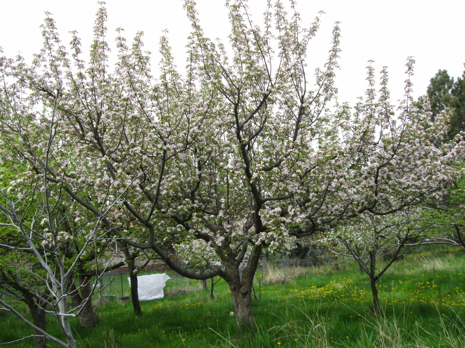 Avella Orchard: Blue Pearmain apple