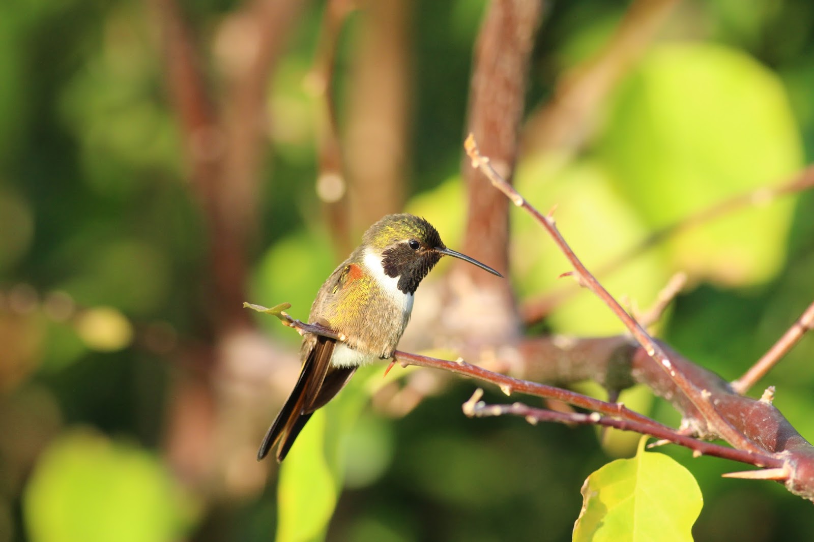 Photographicbirdlistomania: Calypso Birds