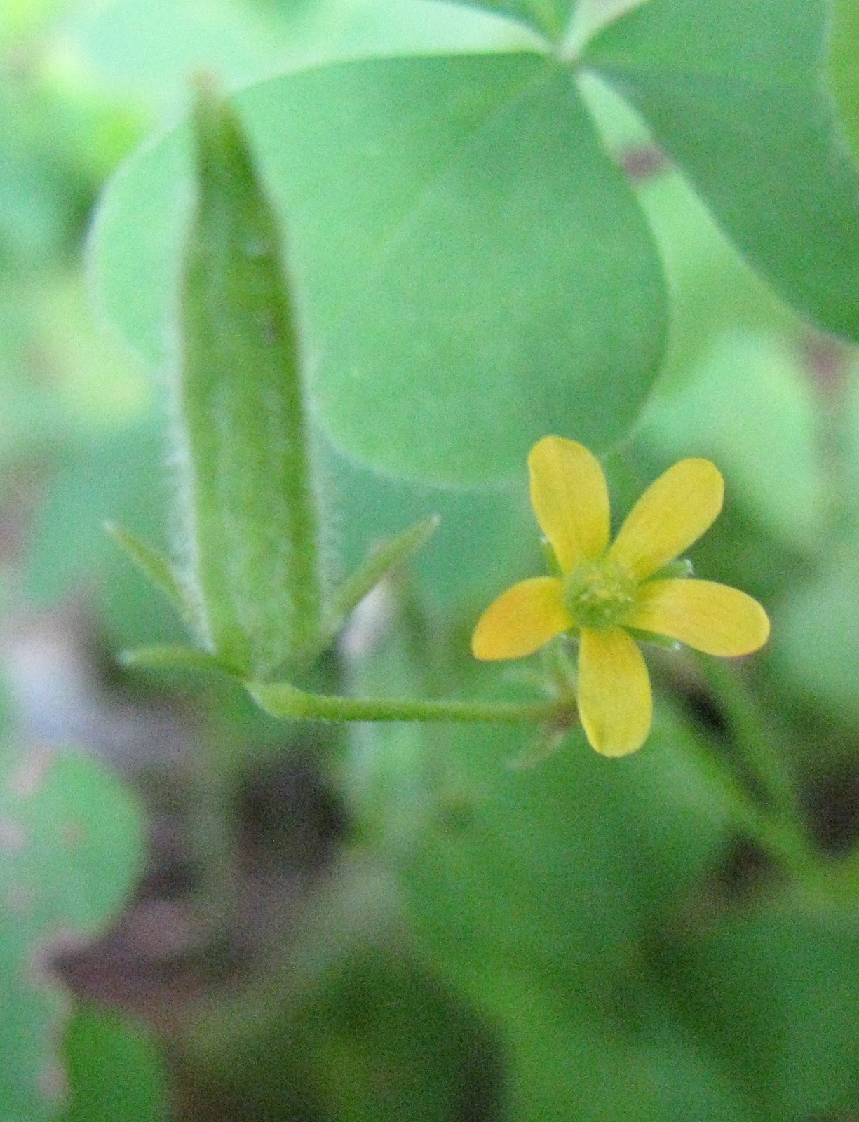 Flora and Fauna - Plants and Critters: More Random Plants