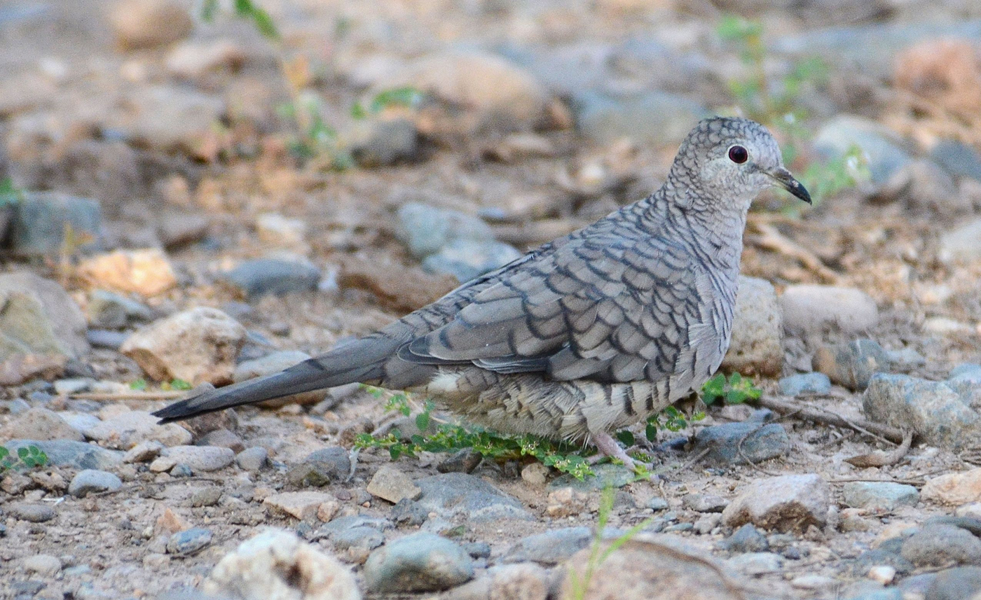Birding with Flowers: October 2012