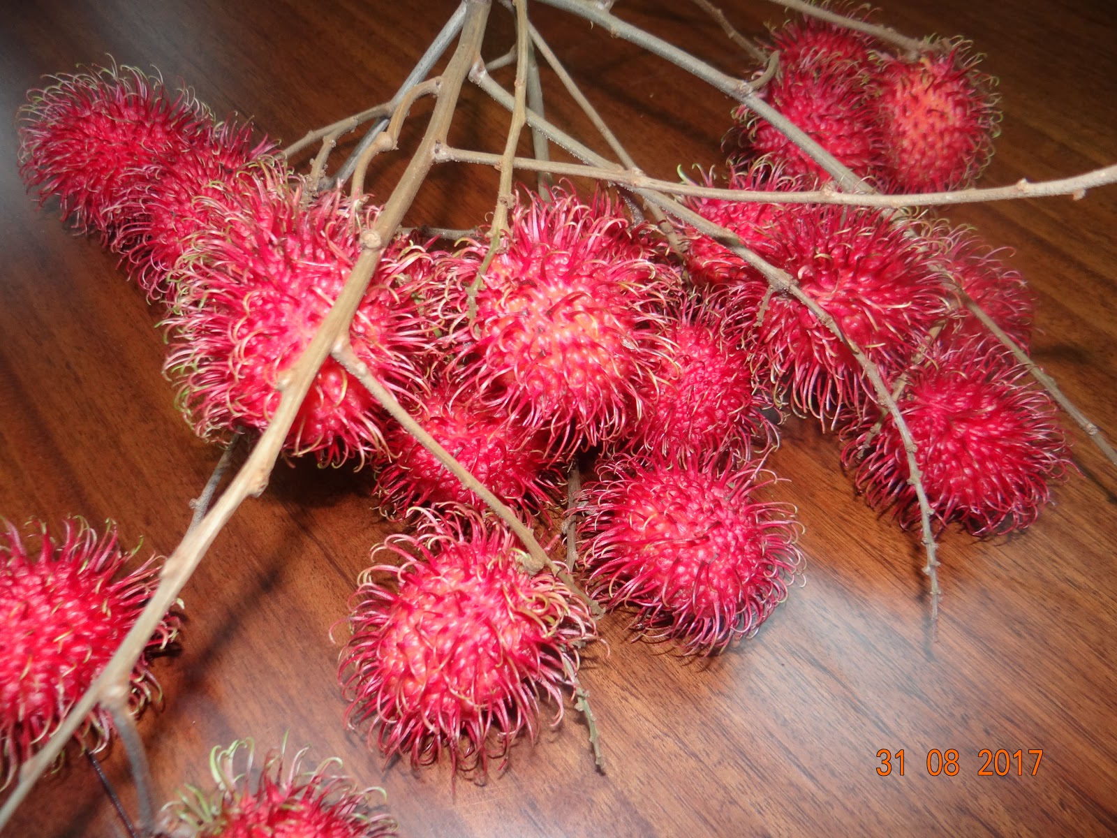 Productores de “mamón chino” realizarán feria en Pérez Zeledón