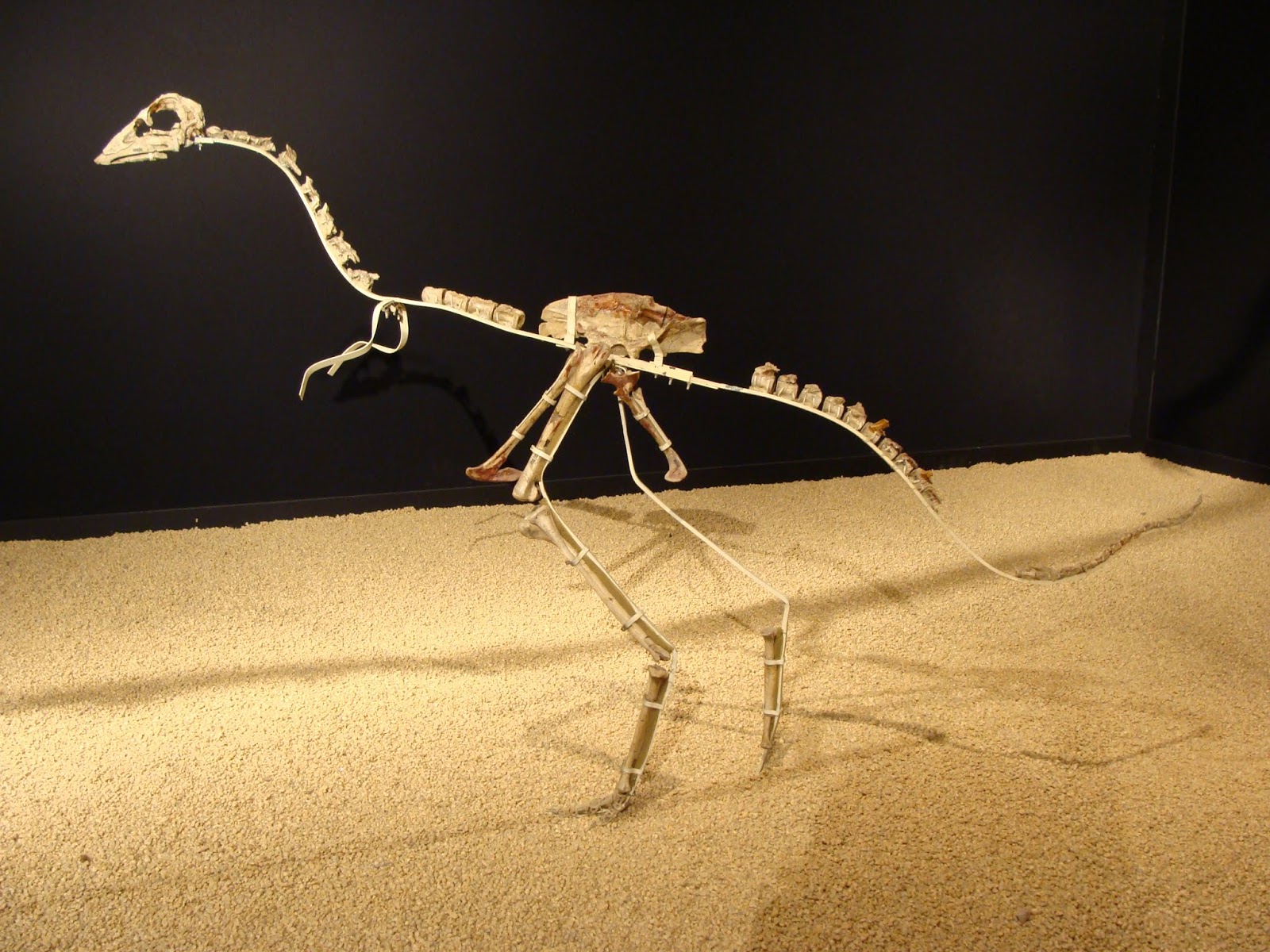 Prehistoric Beast of the Week: Gallimimus: Beast of the Week