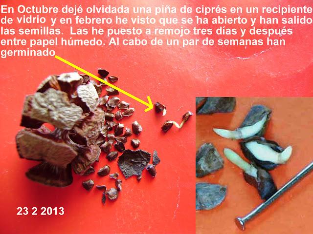 Huerto 2006 2016 .MIJAS (SPAIN): CIPRÉS GERMINADO