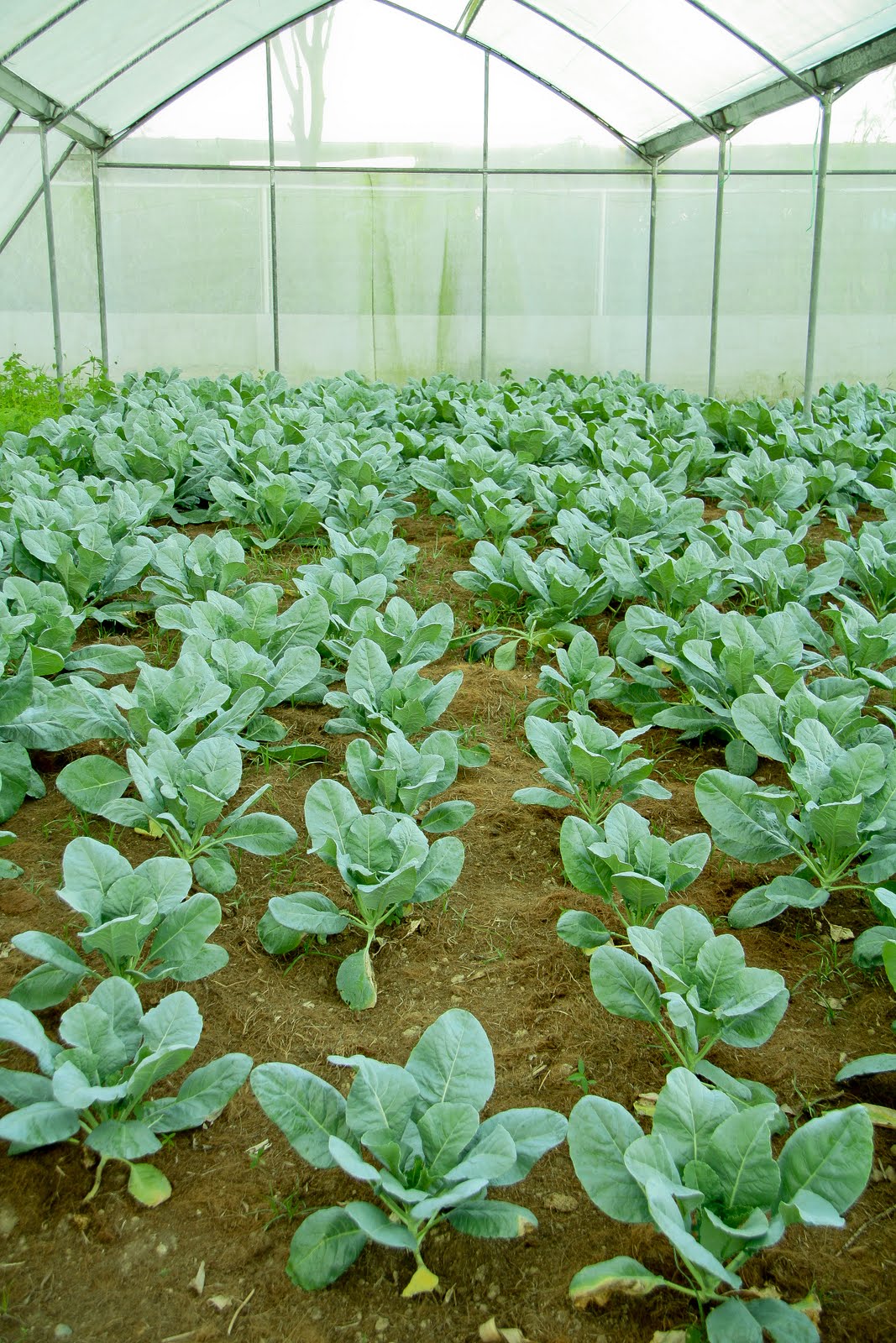 Tagum Snapshots: A GLIMPSE OF TAGUM CITY