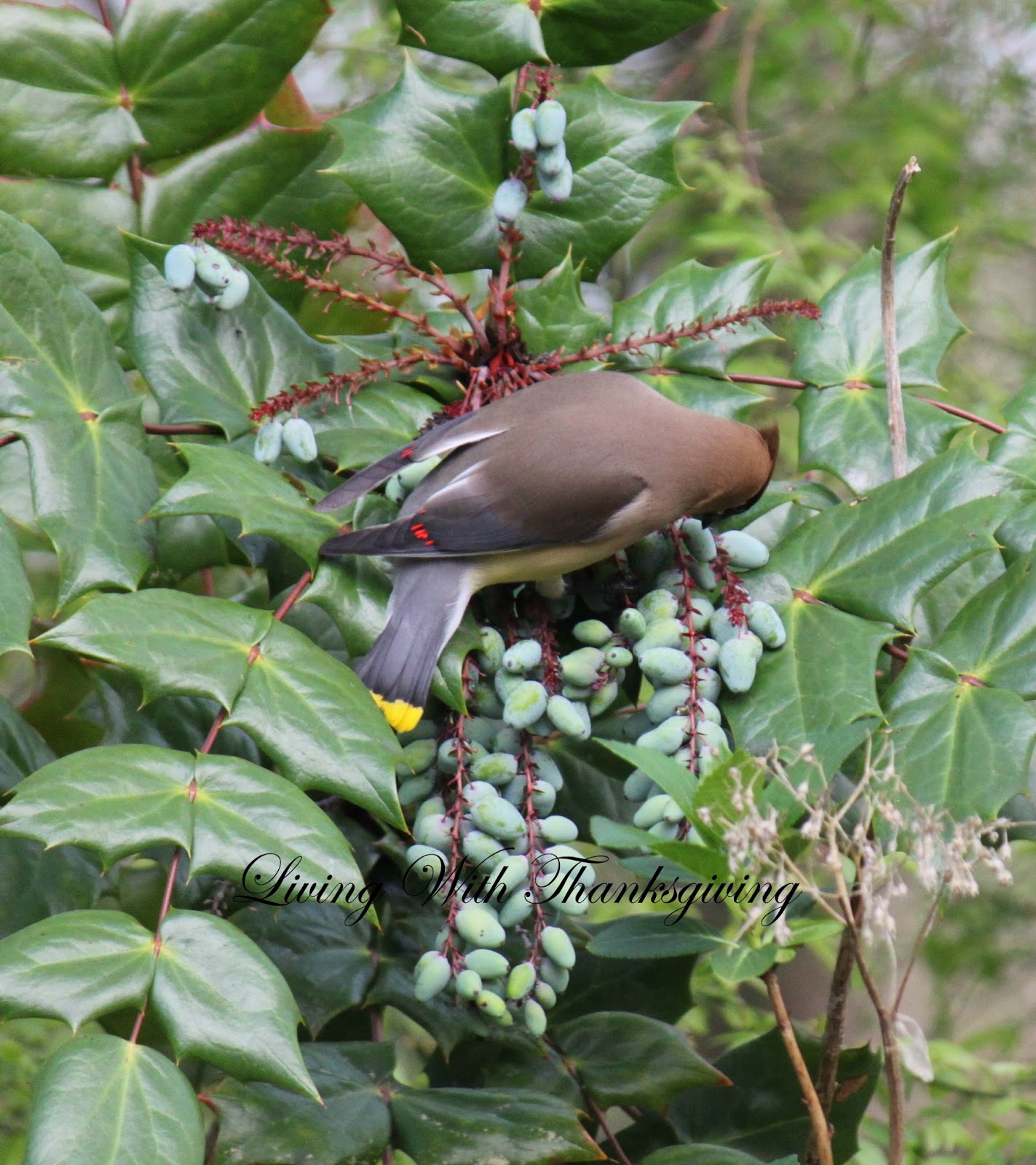 Cedar Wax Wings Living With Thanksgiving