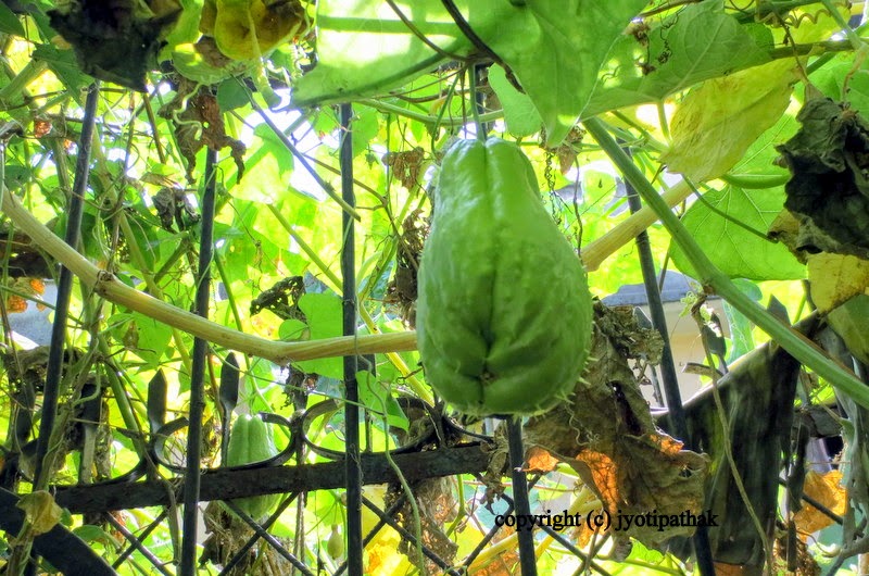 Taste of Nepal: Chayote Squash - इस्कुश (Iskush ko Tarkaari)