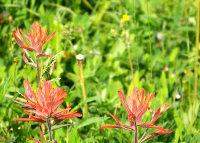 Our Nature: The Flowers at the Maroon Bells
