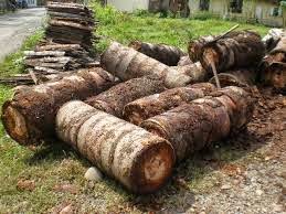 Pakan Penggemukan Sapi Potong ~ TERNAKLOPEDIA