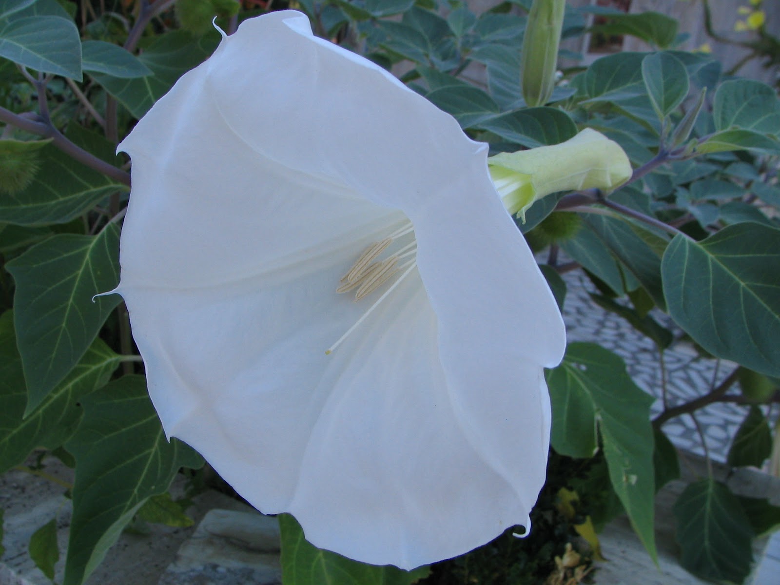 LA MULTI ANI, ROMANIA!: Floare alba