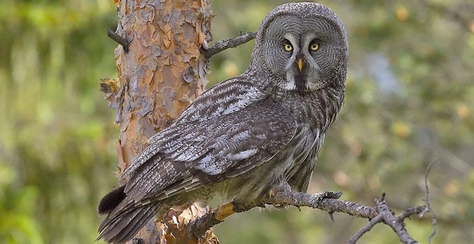 GVUTNU GYVŪNŲ PRIEGLAUDA