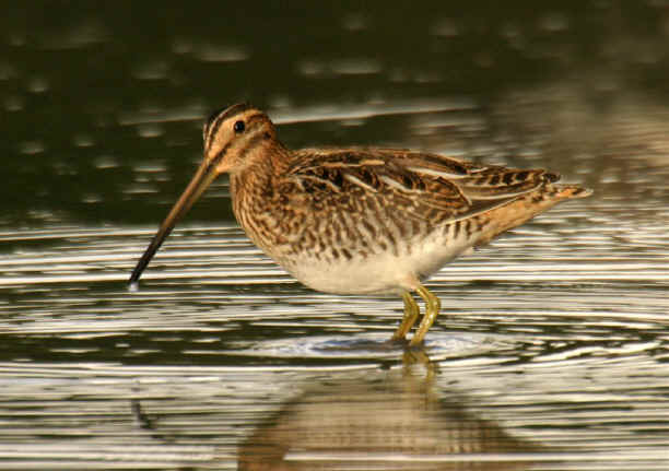 Snipe Bird | Animals Blog