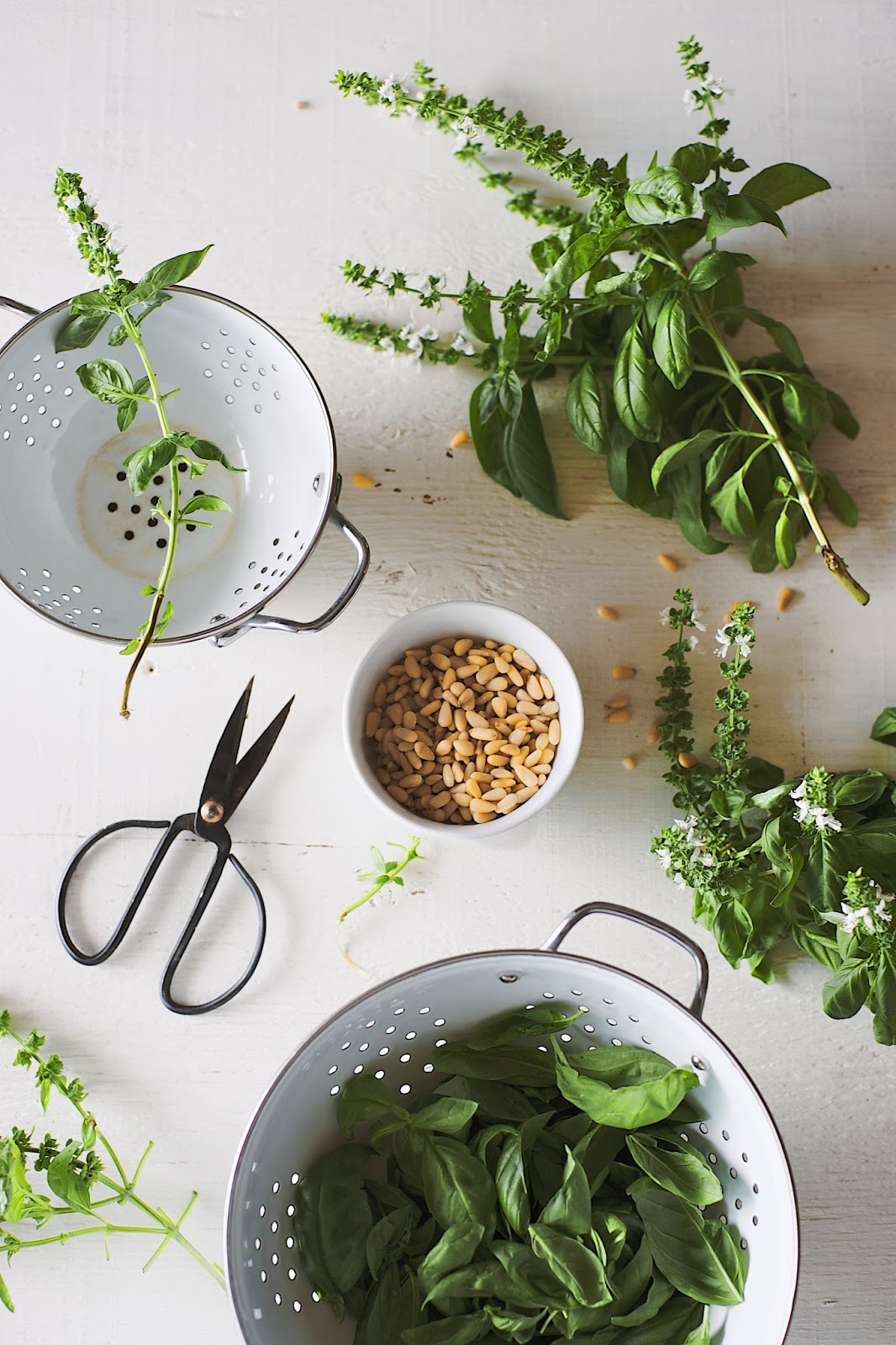 Basil | Sylvia's Simple Life