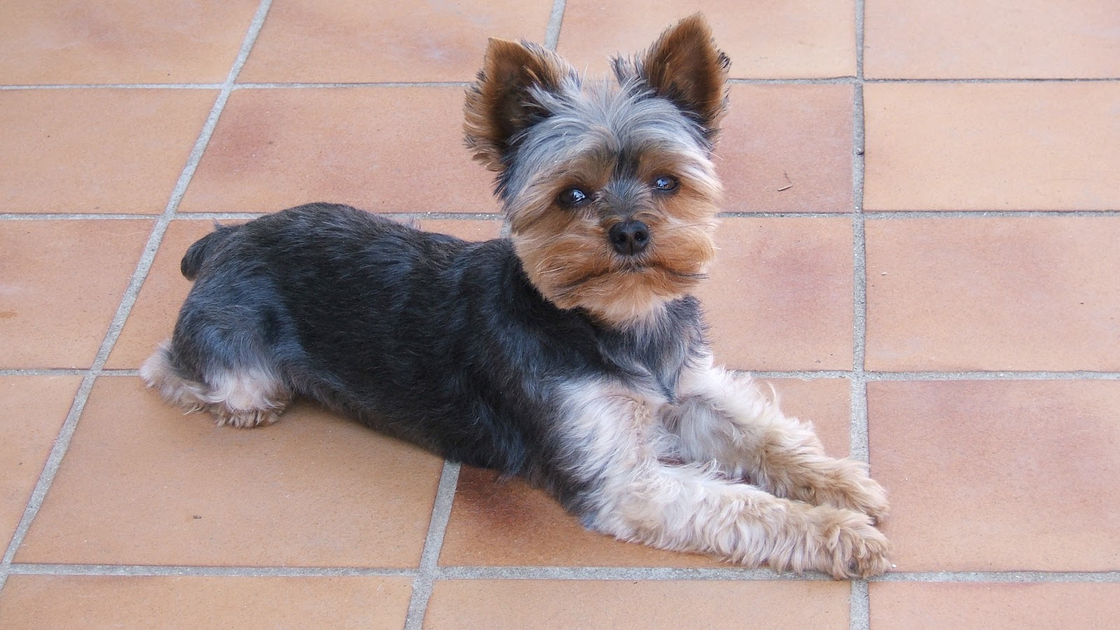 Animals and kids: Miniature Yorkshire Terrier