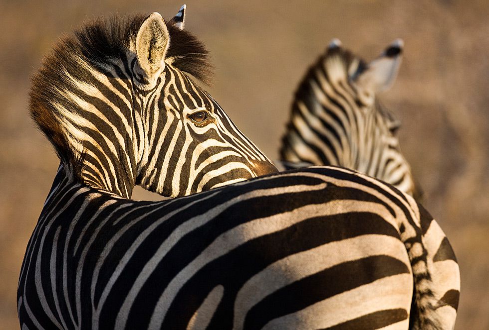 Montanha Azul: Animais da África