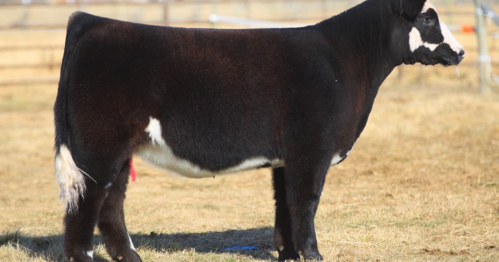 RCC Blog: LeClair Cattle Co - Pushing the Limits - Heifer Sale