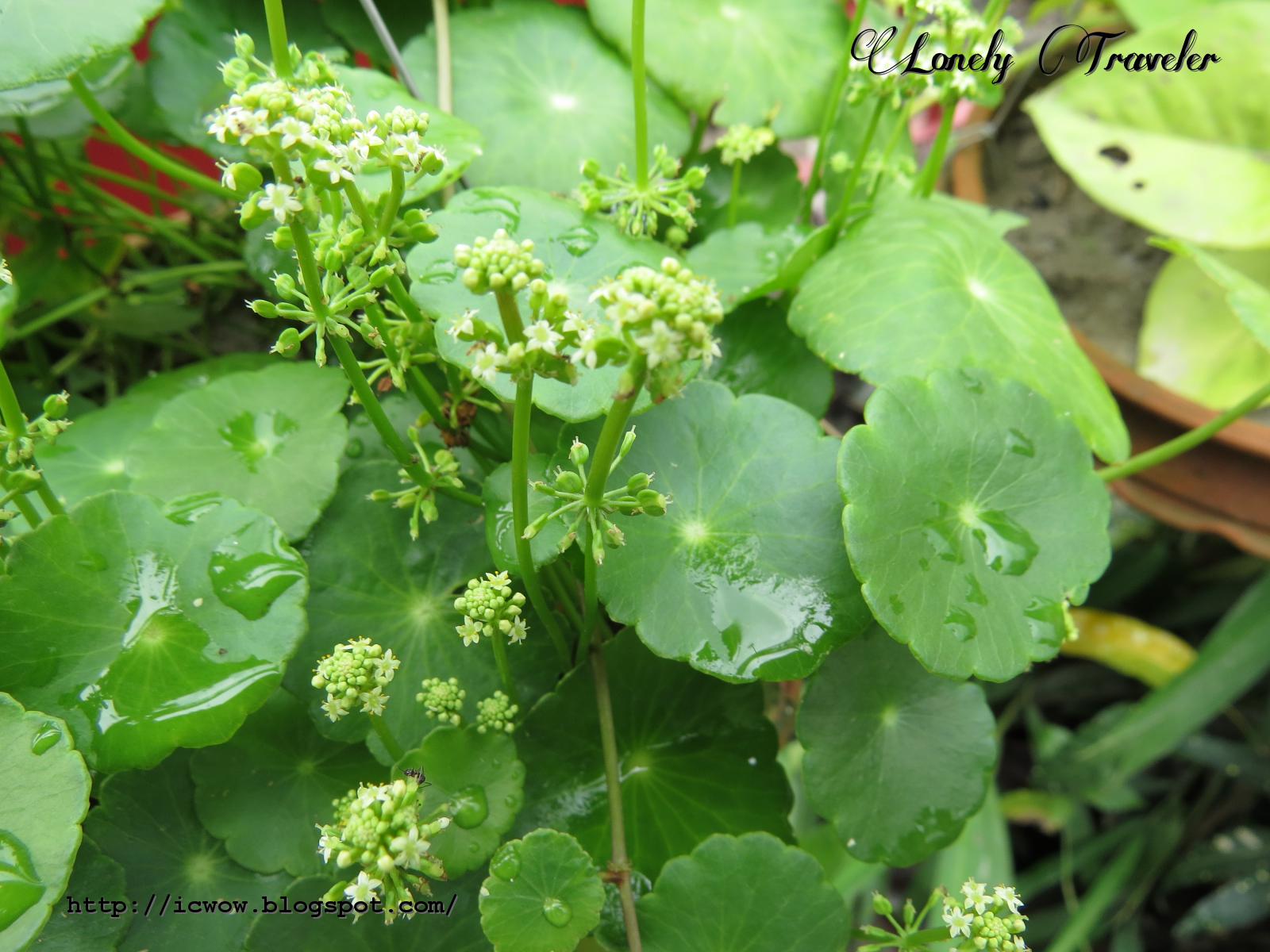 Water pennywort - Hydrocotyle ranunculoides