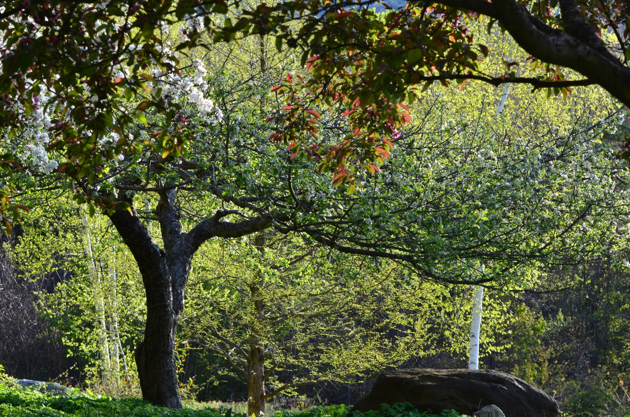 Focusing on Old Apple Trees 'Giving Sculptures' of the Land - Flower ...