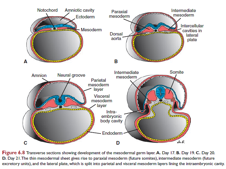 Ciencias de Joseleg: Introducción al mesodermo gastrular