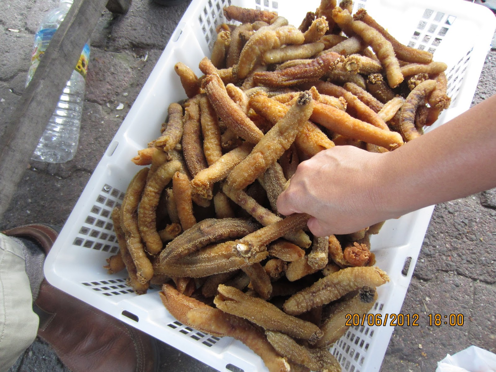 Creating Wonder - the Petrosains Blog: Keunikan Gamat di Laut Sabah