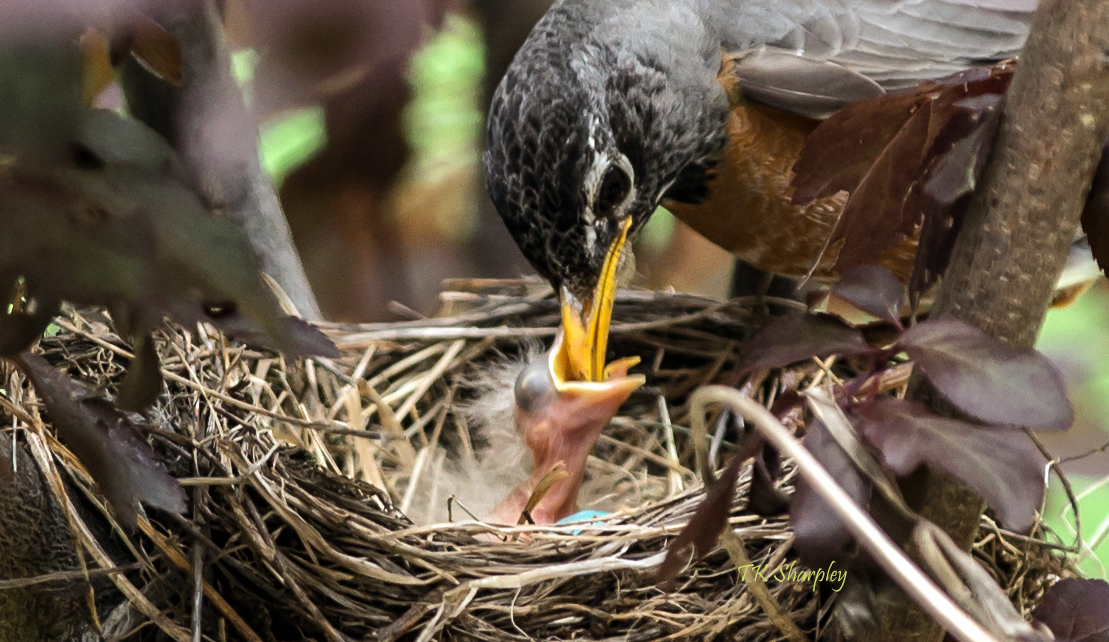 UNDER THE FLAPS: ROBINS....WATCHING THE BIRTH