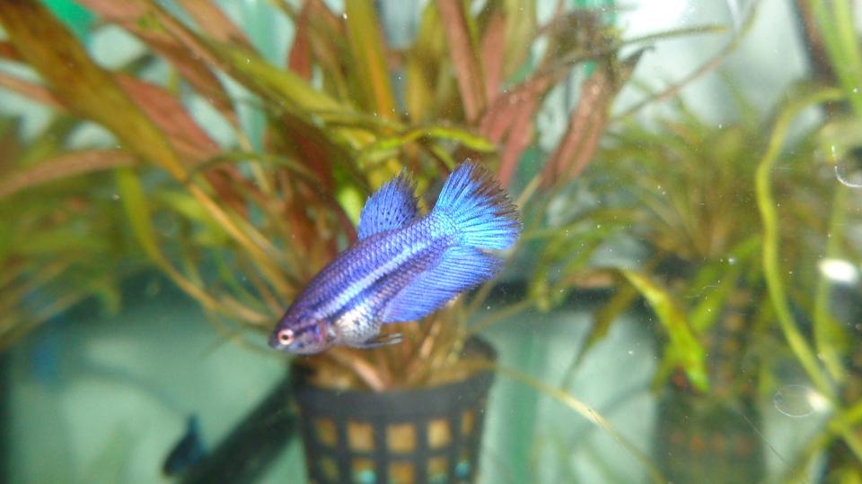 Betta Benchmark: Royal blue SD betta fry (Age 27 days)