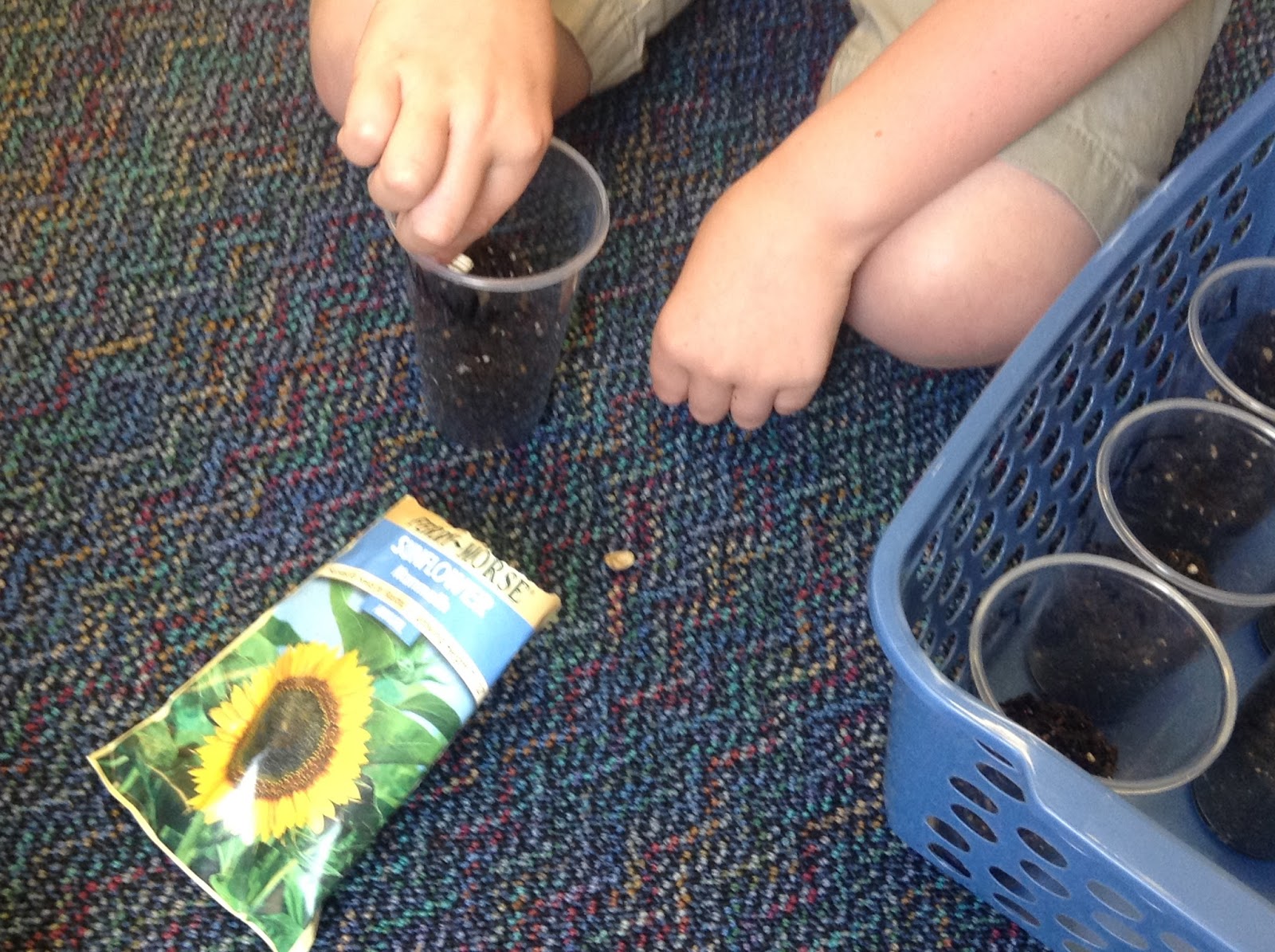 Dr. Clements' Kindergarten : Plants: Planting Seeds and Writing about ...
