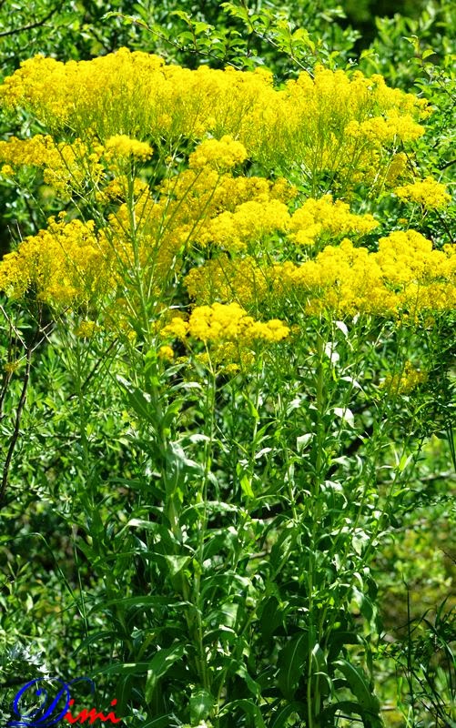 Isatis tinctoria L. subsp. Tinctoria | Ελληνική Φύση - Βοτανολογία