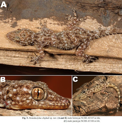 Species New to Science: [Herpetology • 2017] Hemidactylus chipkali • A ...