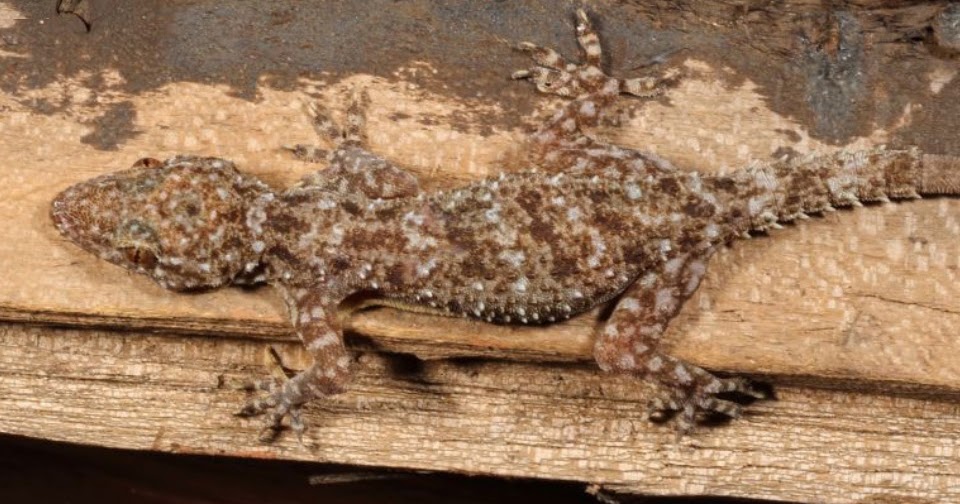 Species New to Science: [Herpetology • 2017] Hemidactylus chipkali • A ...