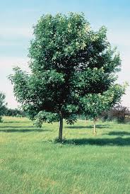 Fresno rojo americano o Fresno verde [Fraxinus pennsylvanica] - Hora 25 ...