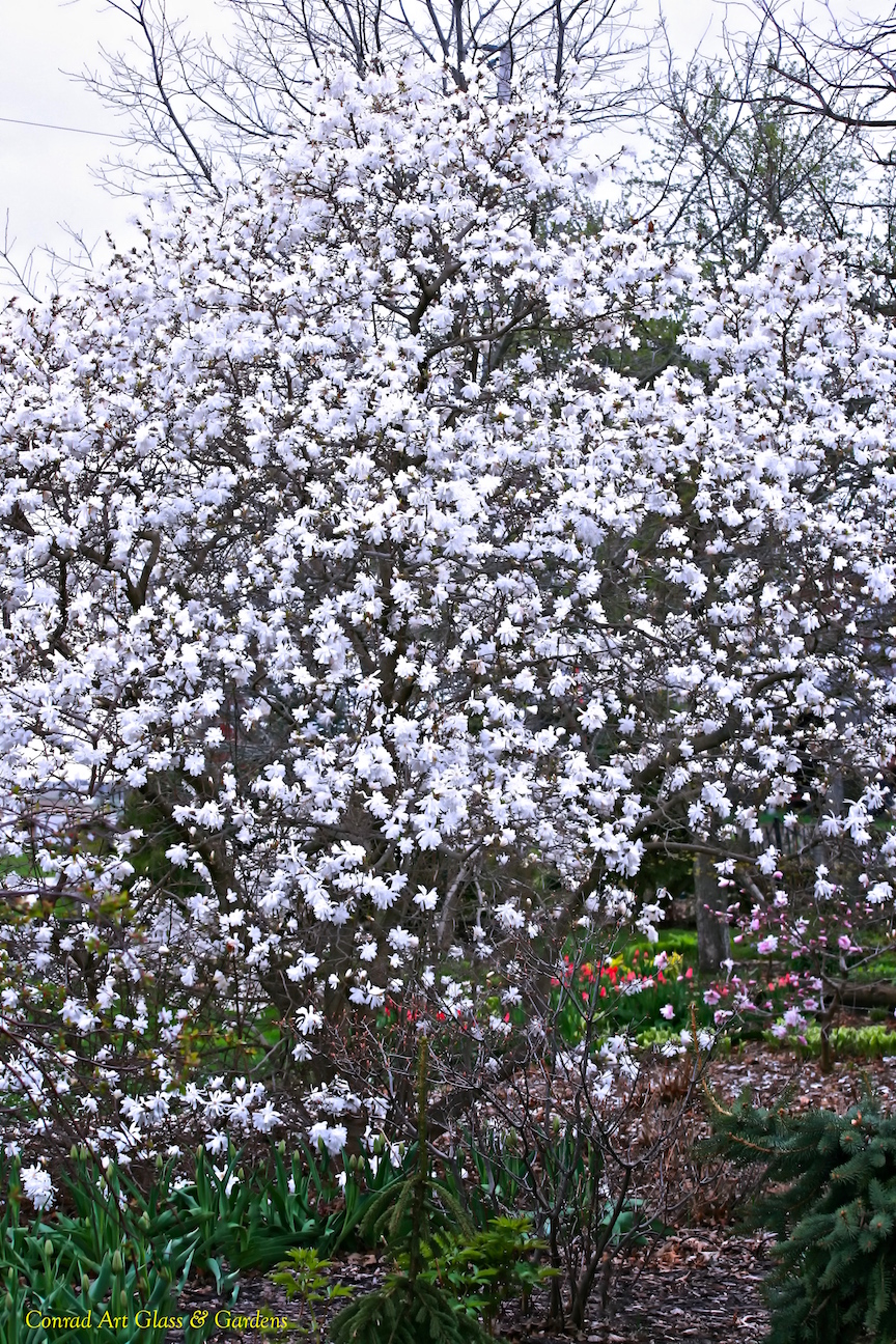 Conrad Art Glass & Gardens: The beginning of magnolia season....