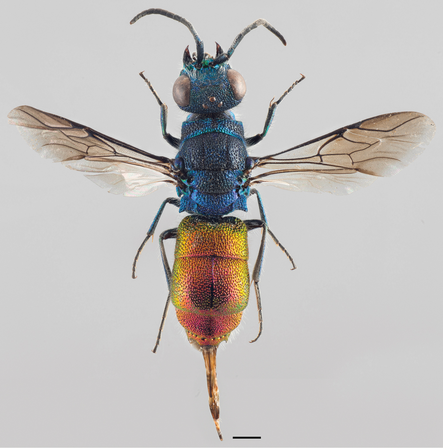 One species a day: A new cuckoo wasp: Chrysis borealis