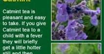 YOU ARE WHAT YOU EAT: Benefits of CATMINT HERB