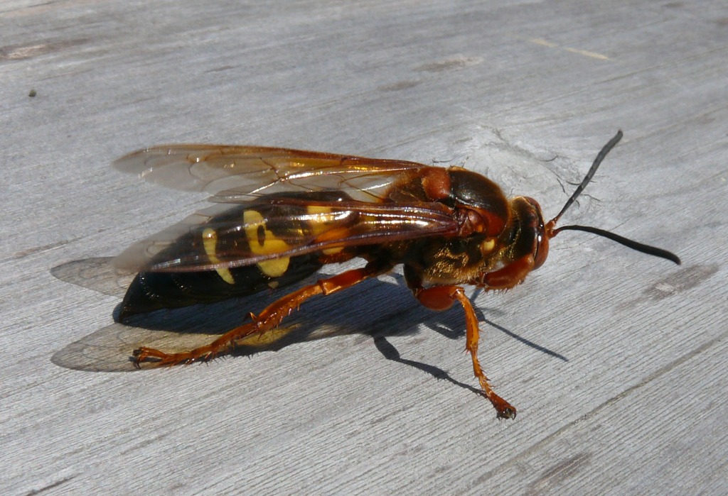 Ohio Birds and Biodiversity: King of the wasps