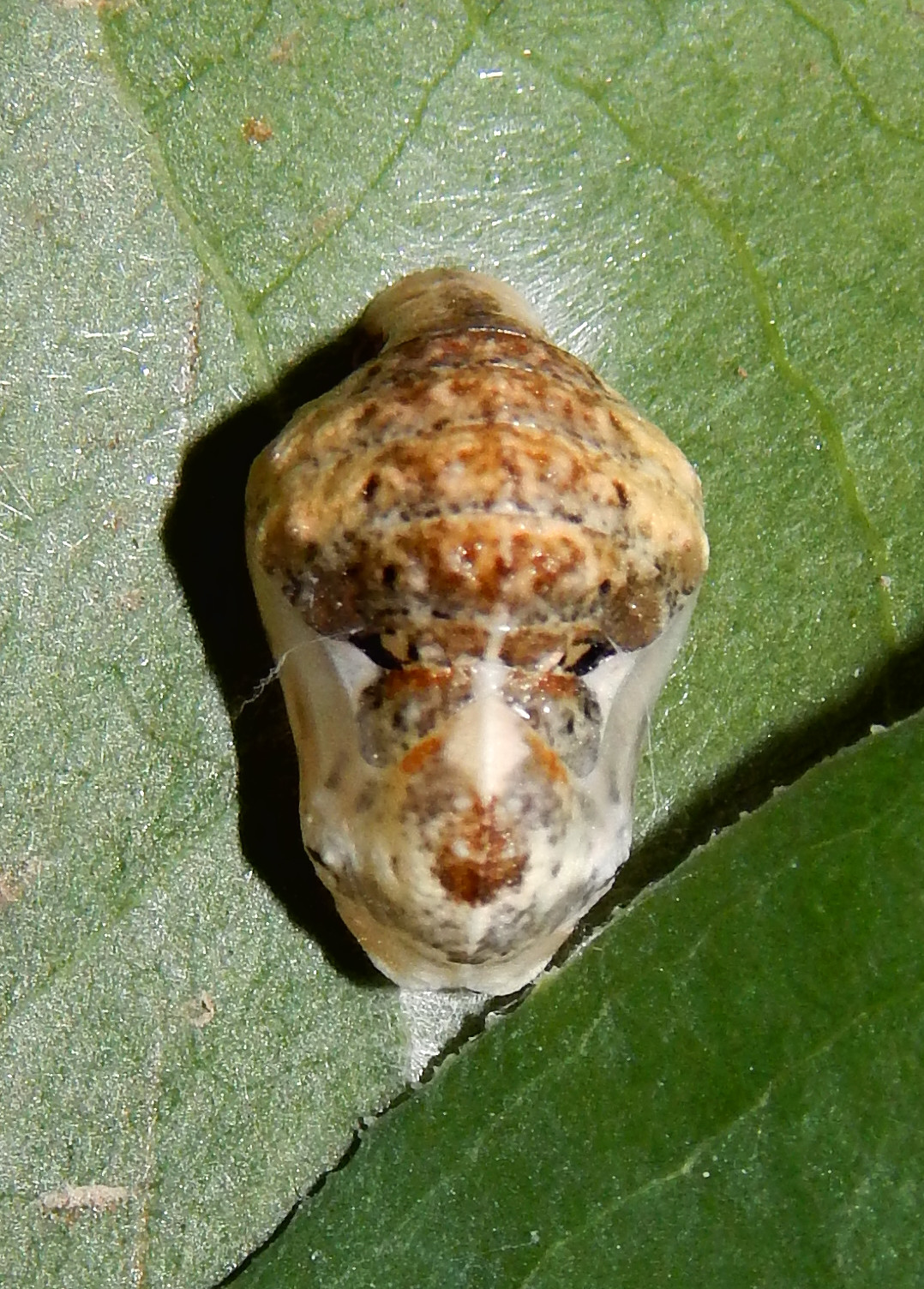 Springfield Plateau: Carnivorous Butterfly