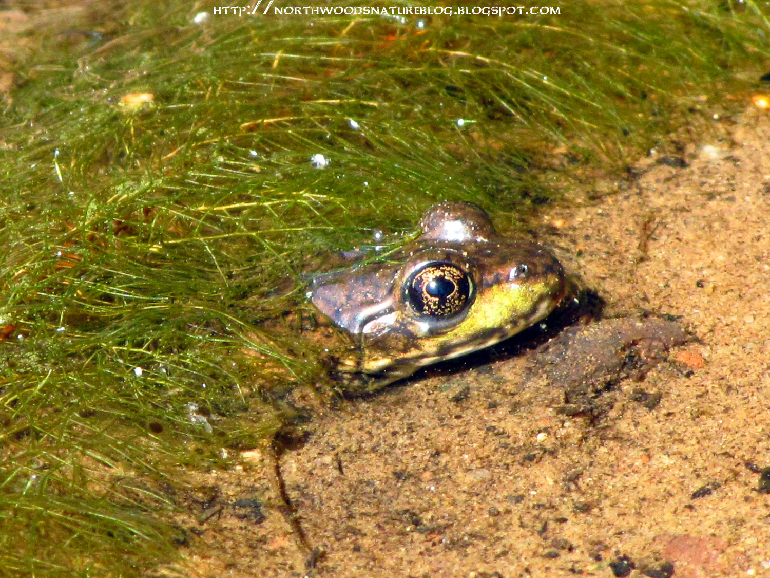 Northwoods Nature Blog: Frogs in the Fall