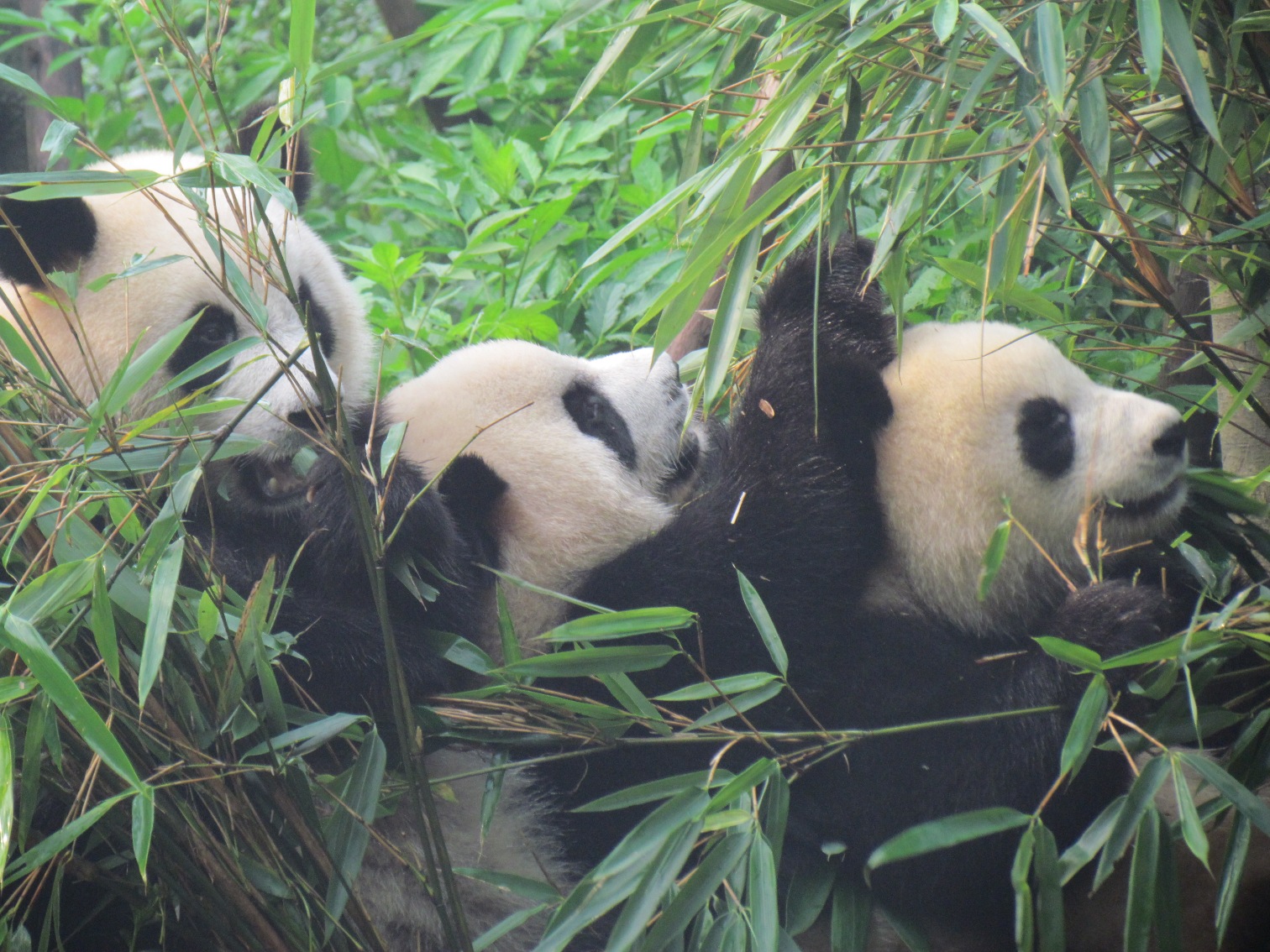 The Tortoise and the Finch: Chengdu- I’m holding a panda!