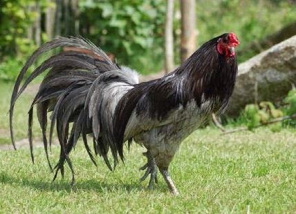 Macam-Macam Ayam Hias | Ternak Ayam