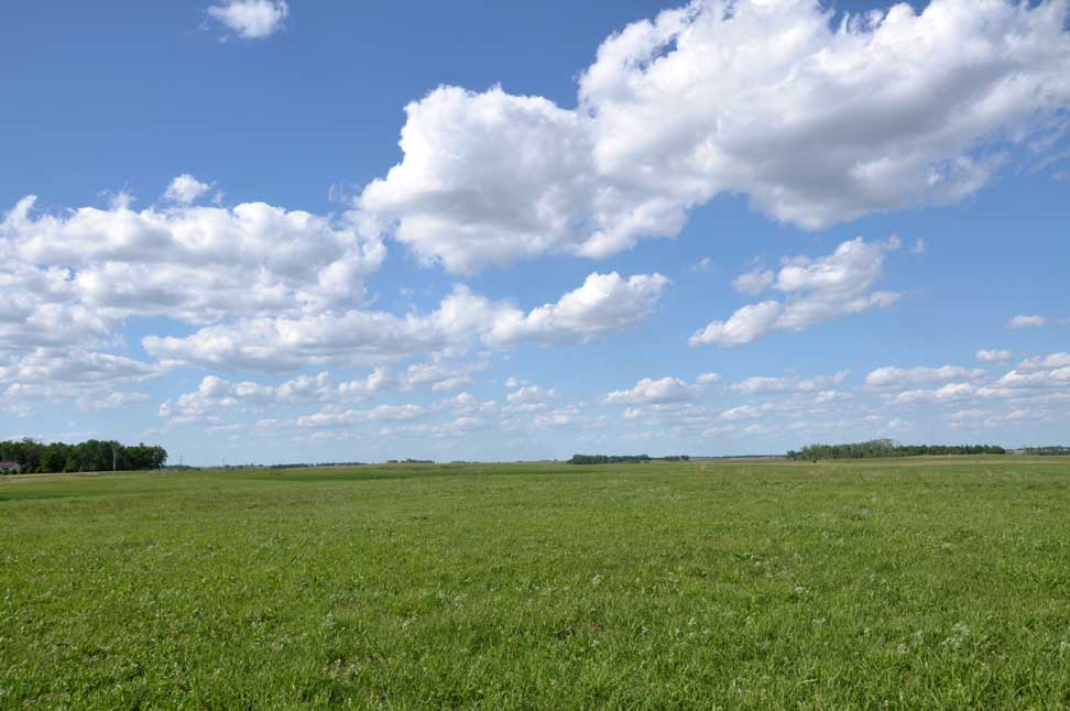 Taken For Granted: Native Prairie and Prairie Flower