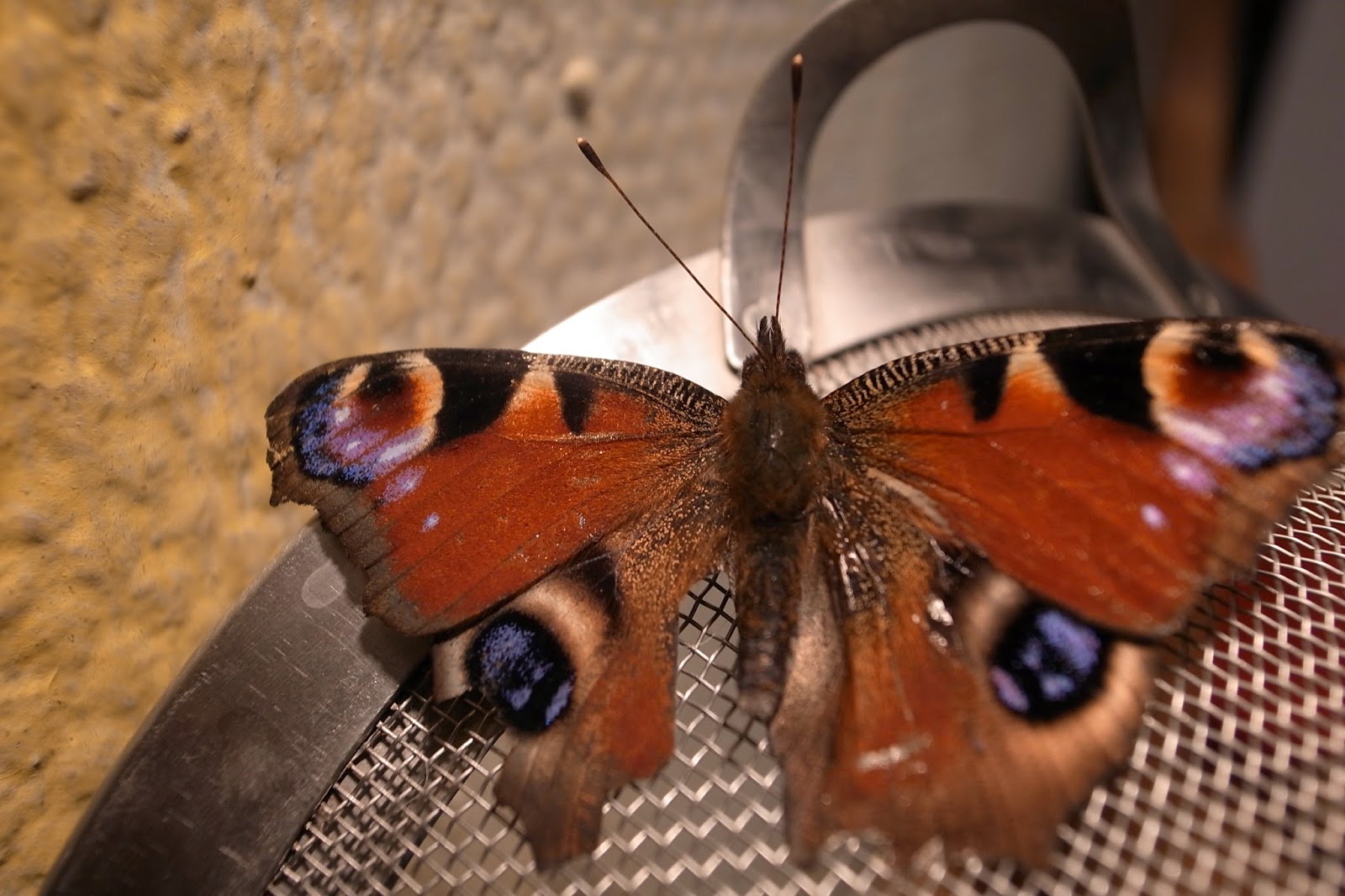 maarja blogi: liblikas